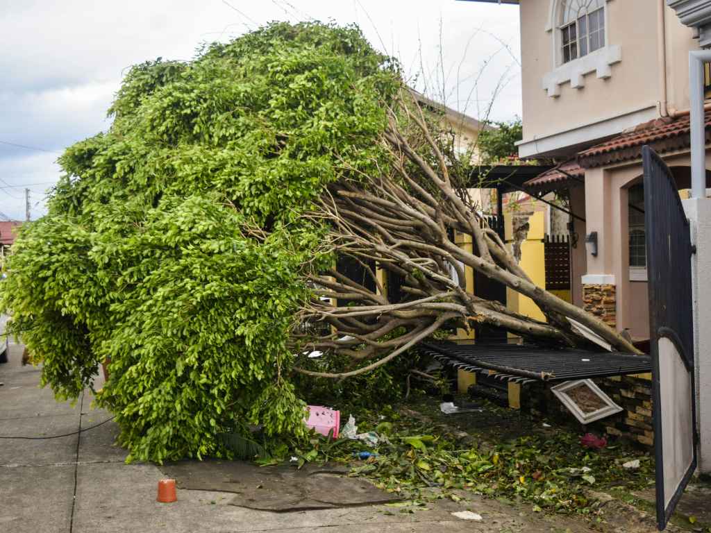 What to Do When a Tree Falls or Becomes a Hazard - SKJ Tree Removal