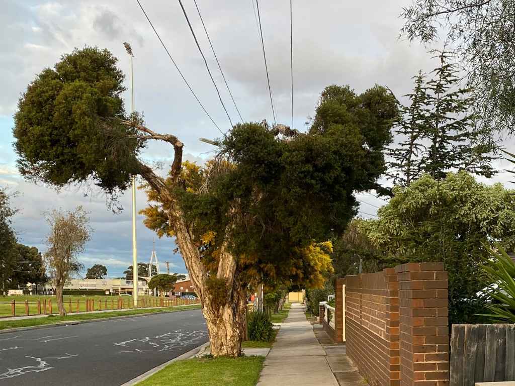 Hidden Risks of Falling Trees Every Homeowner Should Know